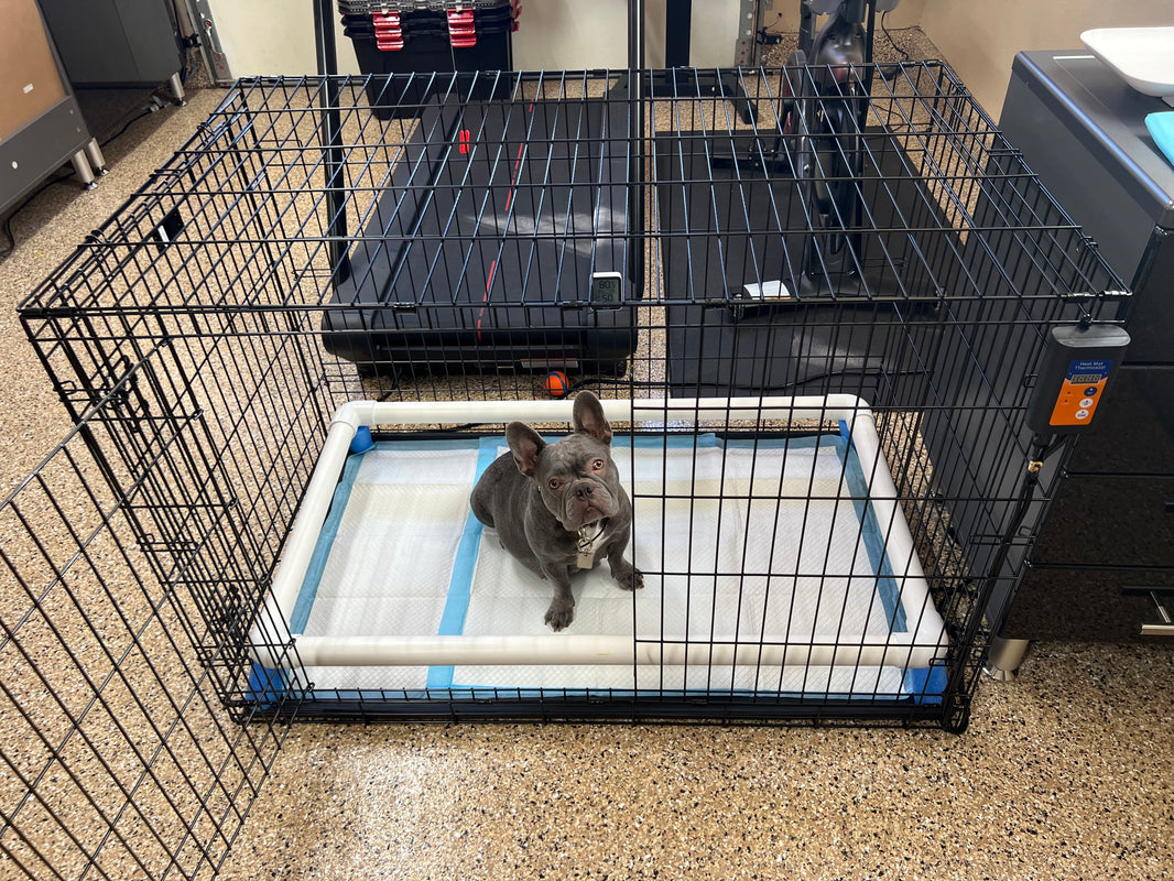 Whelping Box Rails: Creating a Safe Haven for Newborn Puppies | MBS